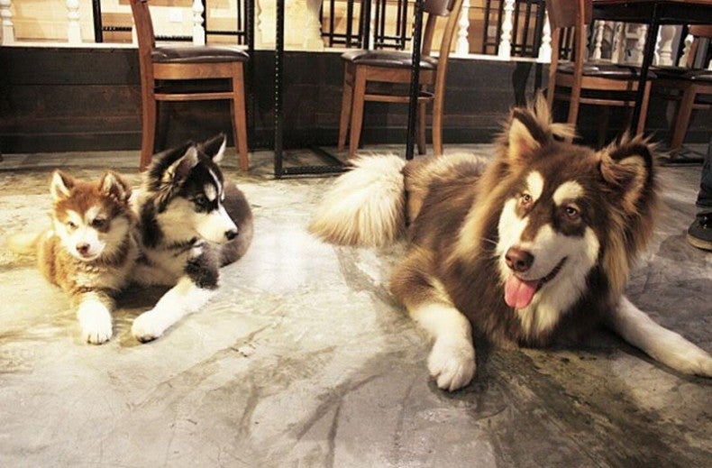 5 Most Adorable Pet Cafes That Will Make You Go "AWWWWWW!" - WORLD OF BUZZ