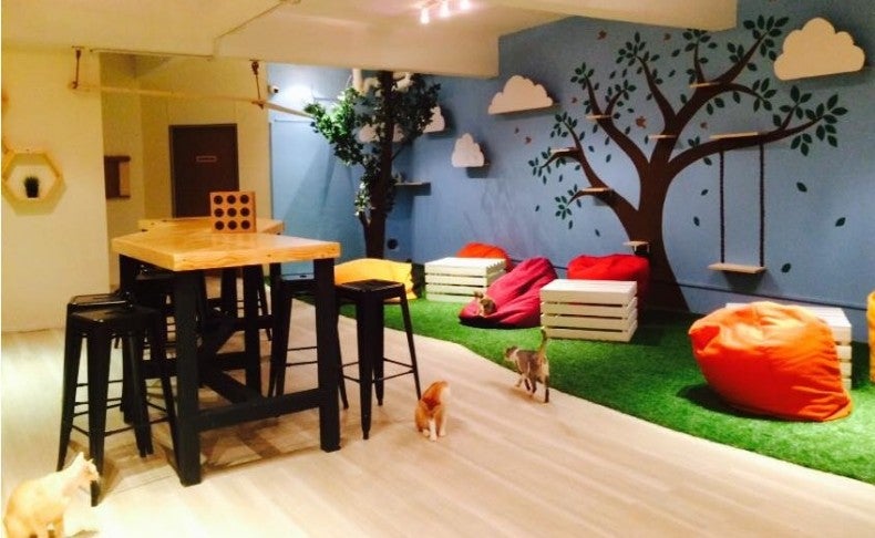 5 Most Adorable Pet Cafes That Will Make You Go "AWWWWWW!" - WORLD OF BUZZ