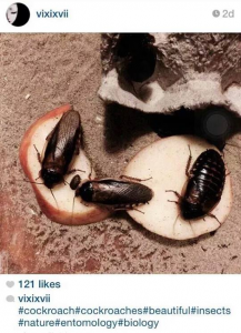 This Japanese Instagrammer Has Cockroaches As Pets! - WORLD OF BUZZ