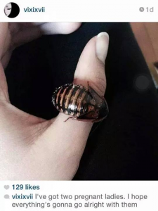 This Japanese Instagrammer Has Cockroaches As Pets! - WORLD OF BUZZ