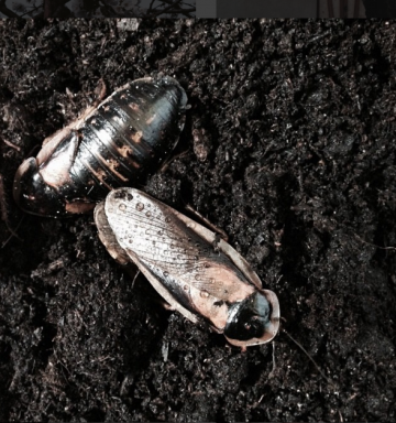 This Japanese Instagrammer Has Cockroaches As Pets! - WORLD OF BUZZ