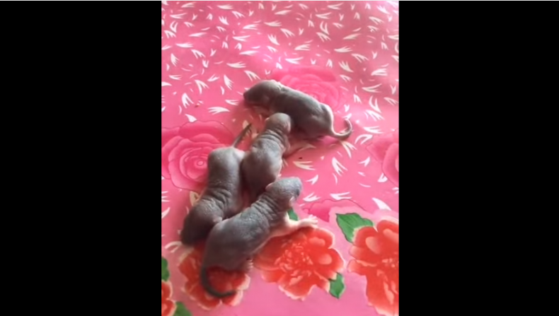 Man Films Himself Eating Live Baby Rats And It Is Absolutely HORRENDOUS ...