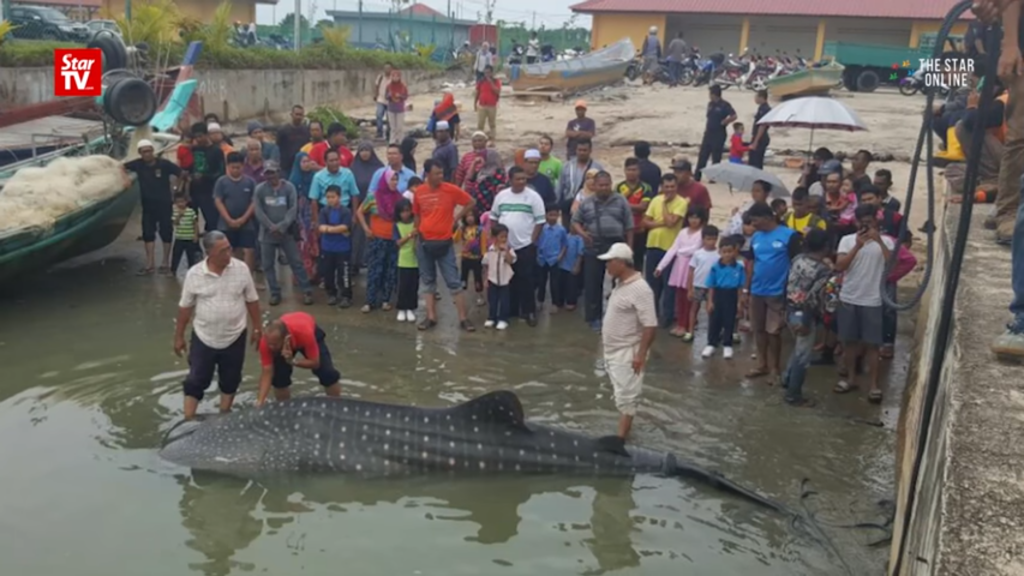 Endangered Whale Shark Surprises Malaysians As It Appears At Malacca's ...