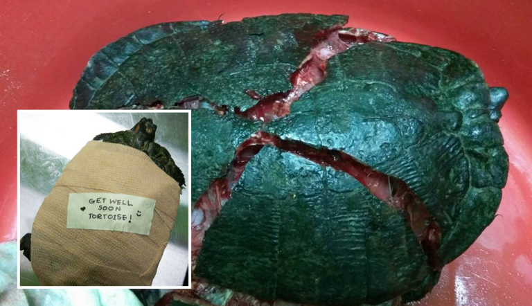 Tortoise Gets Shell Cracked After Being Trampled In Malaysia, Dies A ...