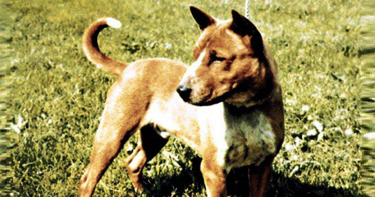World's Rarest Dog Breed is a Kampung Dog from Malaysia - WORLD OF BUZZ