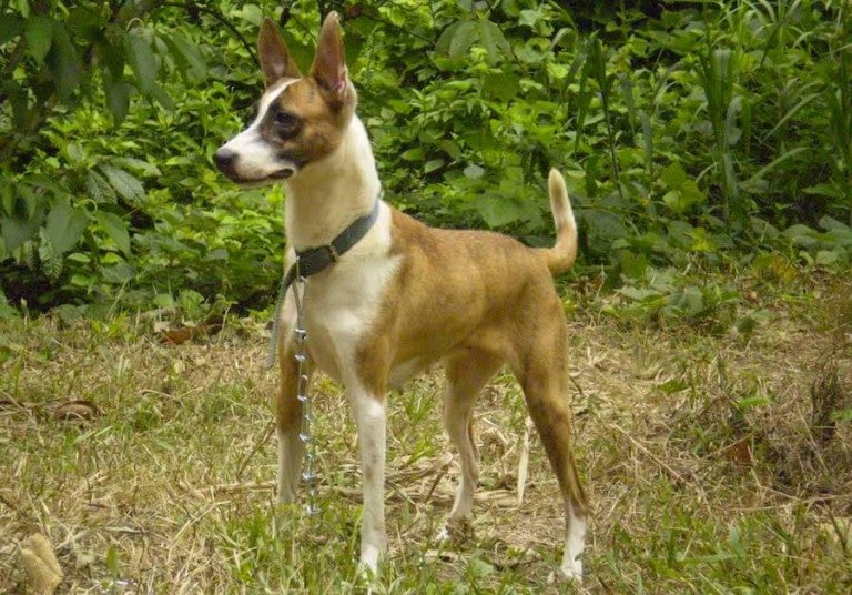 World's Rarest Dog Breed is a Kampung Dog from Malaysia - WORLD OF BUZZ