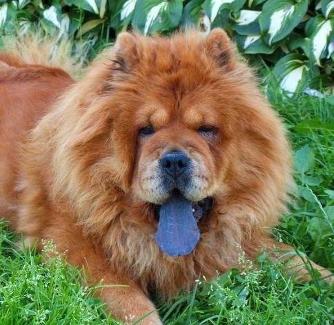 World's Rarest Dog Breed is a Kampung Dog from Malaysia - WORLD OF BUZZ