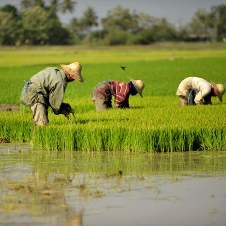 Bernas Will No Longer Monopolise Rice Import, Agro Minister Says ...