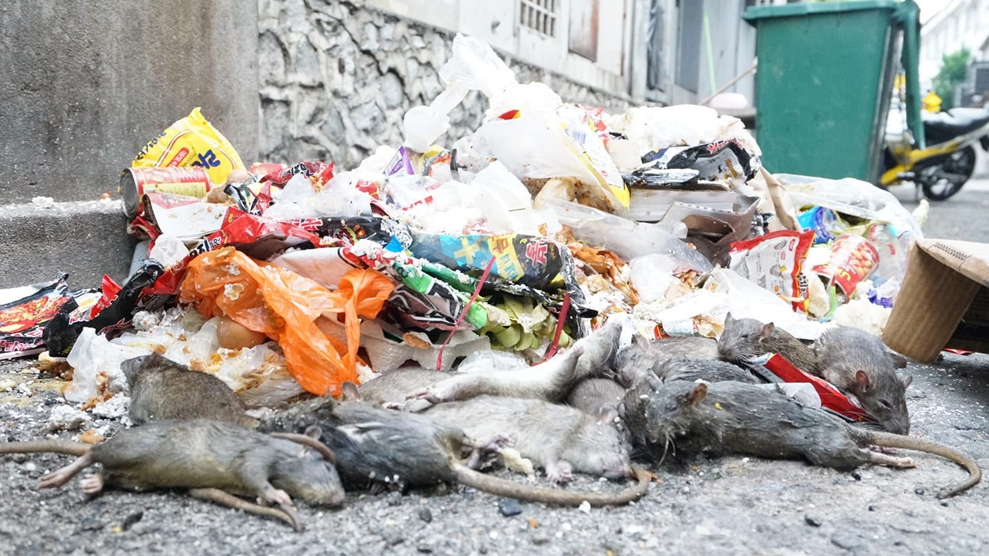 The Gross Reality of Subang's Rat Infestation Problem - WORLD OF BUZZ
