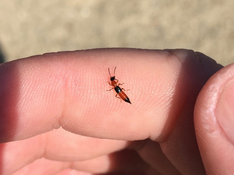 Penang Condo Residents Plagued By Venomous 'Charlie Ants', Here's What ...