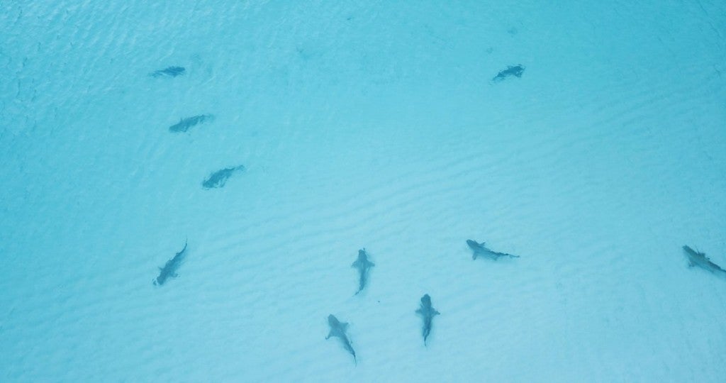Stunning Photos Show Sharks Have Returned to Maya Bay 6 Months Into Its ...