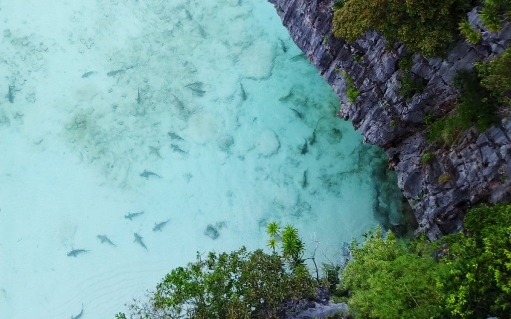 Stunning Photos Show Sharks Have Returned to Maya Bay 6 Months Into Its ...