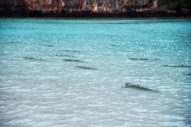 Stunning Photos Show Sharks Have Returned to Maya Bay 6 Months Into Its ...