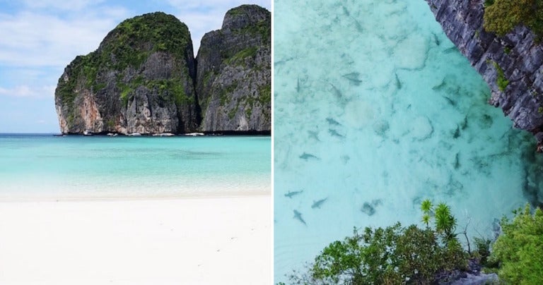Stunning Photos Show Sharks Have Returned to Maya Bay 6 Months Into Its Rehabilitation - WORLD ...