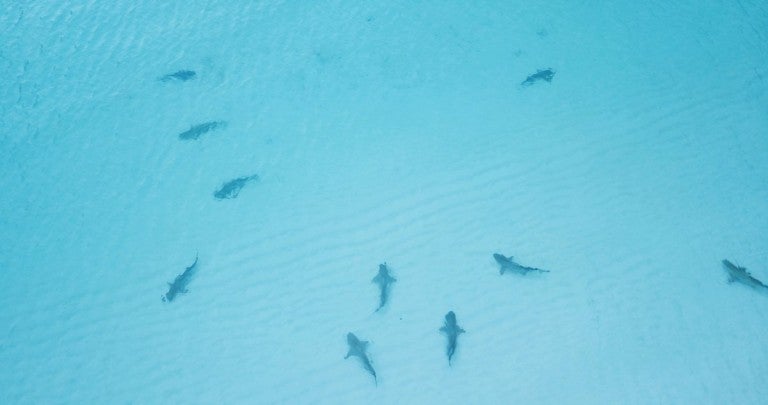 Stunning Photos Show Sharks Have Returned to Maya Bay 6 Months Into Its ...