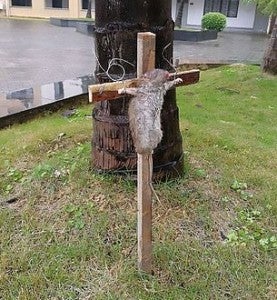 Uni Student Catches Rat Eating His Pet Turtle So He Crucified and ...