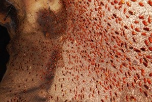 This Cave in Sabah Might Have the Most Cockroaches in the World ...