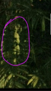 Ghost Hunters Say Malaysia Has More "Aggressive" Ghosts Compared to Singapore - WORLD OF BUZZ