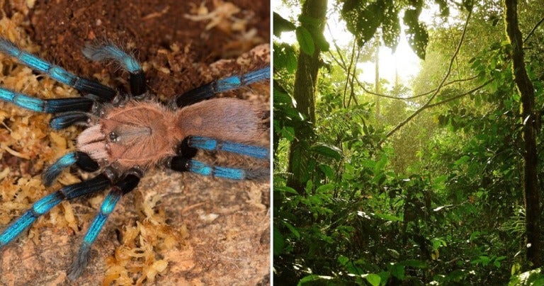 UK Scientists Accused of Smuggling Blue Tarantula Species From Sarawak ...