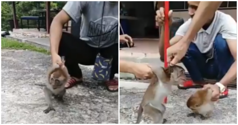 M'sians Are Enraged at This Viral Video Showing Monkeys Being Tortured ...