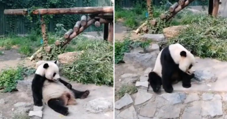 Tourists Caught on Camera Throwing Rocks at Giant Panda in Zoo to Wake ...