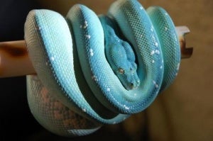 The World's Most Expensive Snake Is A Rare Green Tree Python That Costs ...