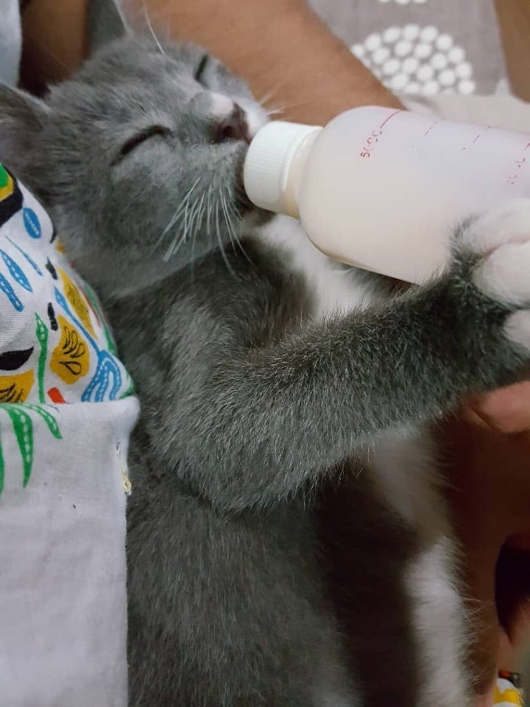 This Adorable Cat Has a Cute Milk Moustache from Sucking on a Milk ...