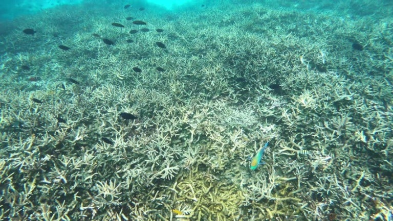 The Coral Reefs in Pulau Redang & Pulau Perhentian Need Help NOW After ...