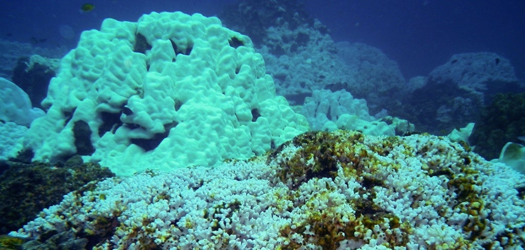 The Coral Reefs in Pulau Redang & Pulau Perhentian Need Help NOW After ...