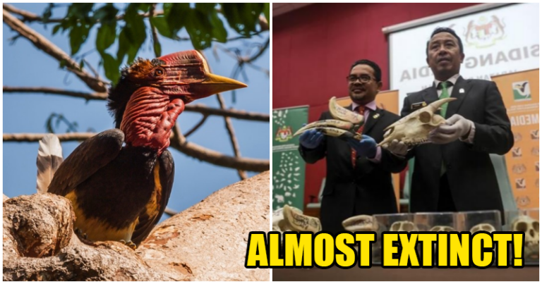 Malaysia's Super Rare Hornbill is Nearly Extinct But Is Still Hunted ...