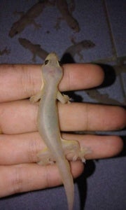 Roasted 'Lizard Rice Bowls' are Very Popular In Indonesia & Netizens ...