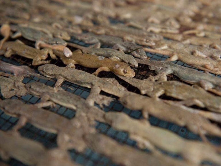 Roasted 'Lizard Rice Bowls' are Very Popular In Indonesia & Netizens ...