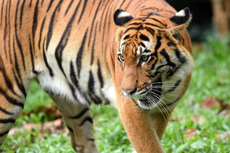 Johor Sultan Wants to "Hunt" the Illegal Hunters Who Keep Killing Our ...
