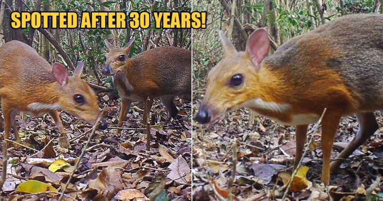 Rare-Mouse Deer Thought To Be Extinct Seen For The First Time In 30 ...