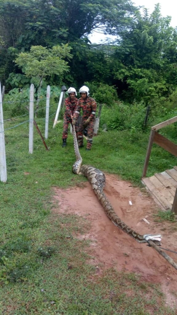 Abang Bomba Capture 80KG Python In Perak After It Swallowed Goat And ...