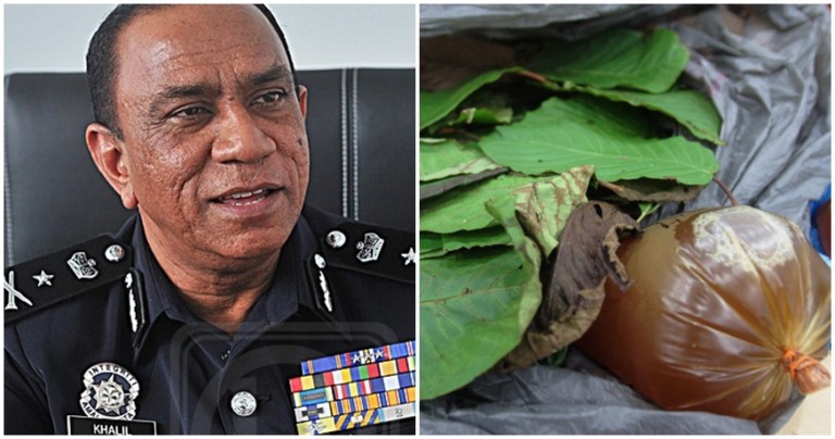 PDRM: Growing Ketum Plants Can Help With The Betterment of Malaysia ...