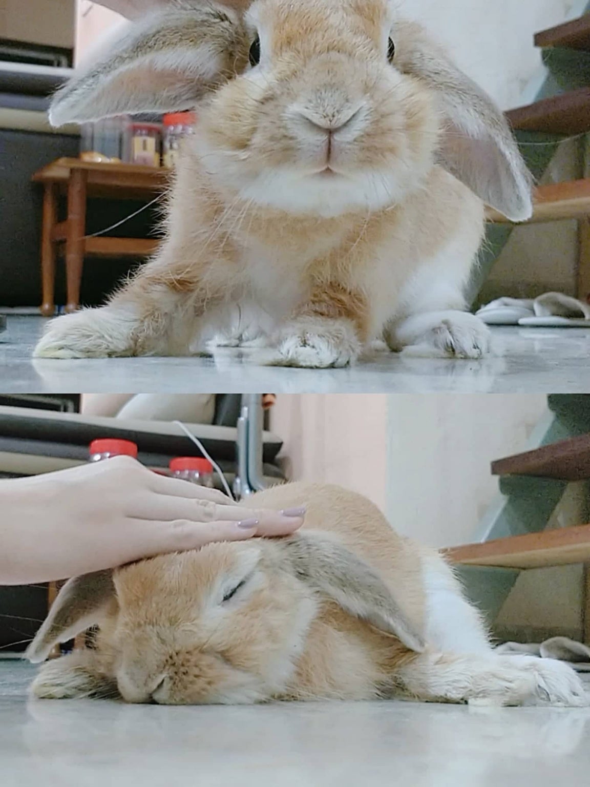 5 Common Rabbit Myths and Misconceptions Busted: Read This Before ...