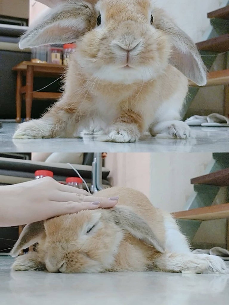 5 Common Rabbit Myths and Misconceptions Busted: Read This Before ...