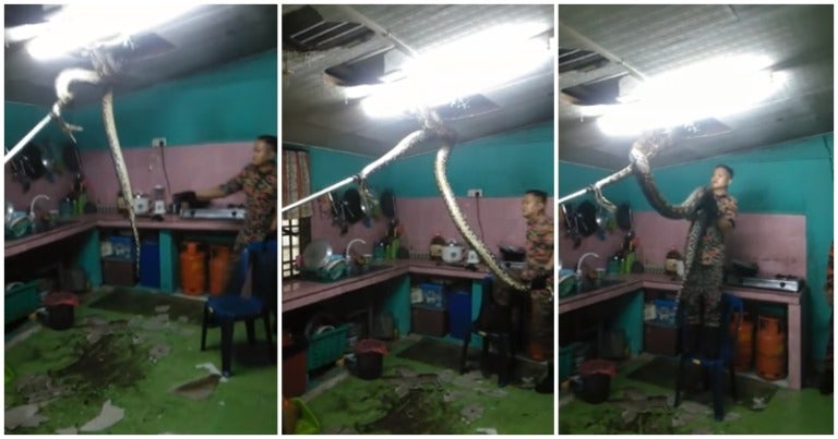 Watch: Huge Living Python Extracted From Ceiling Home By Johor Bomba ...