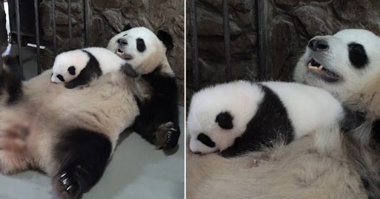 Adorable Video Shows Mama Panda Wiggling Her Tummy to Rock Baby Panda ...
