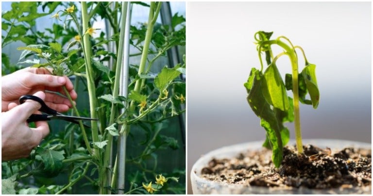 Research: Plants Will Scream When They Are Cut Or If They Do Not Have ...