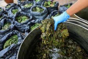 Two Malaysians Caught Trying To Smuggle 'Ketum Juice' Into Singapore ...