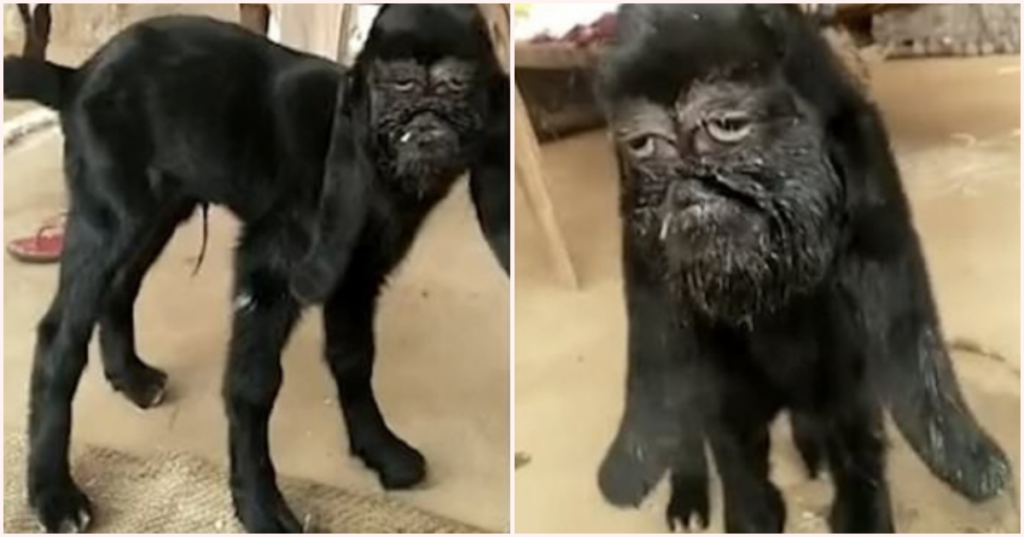 Goat With Rare Defect Called 'Cyclopia' Has Human Face & Worshiped As ...