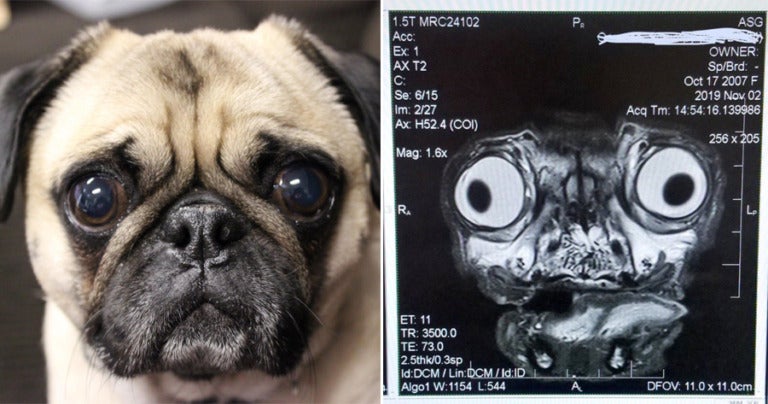 Terrifying Photo Shows How a Pug's MRI Scan Looks Like, Highlights The ...