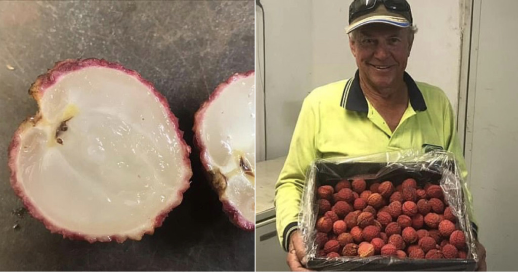 Aussie Man Spent 19 Years Trying To Grow Seedless Lychee And He Finally ...