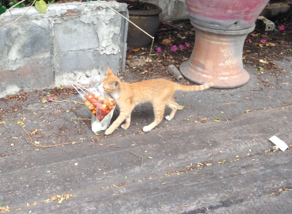 Watch: Cute Cat Seen Delivering a Bag of Meatballs on The Streets in ...