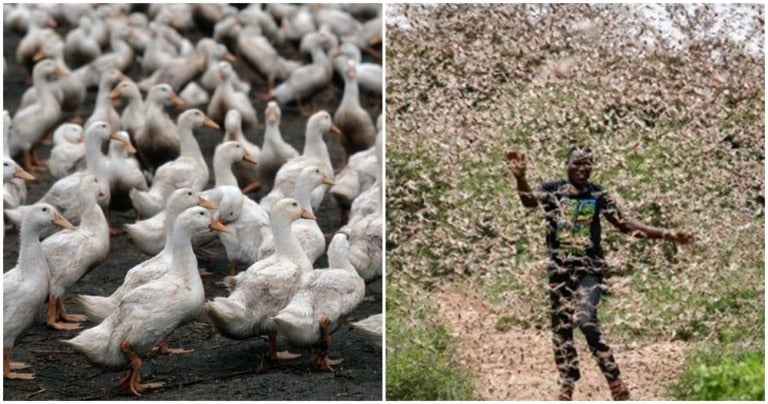 China Deploys An Army of 100,000 Ducks To Fight Off Locust Swarms ...