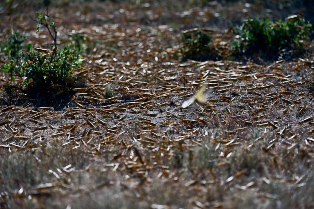 Somalia in Emergency After Desert Locust Plague, Swarm Could Reach 30 ...