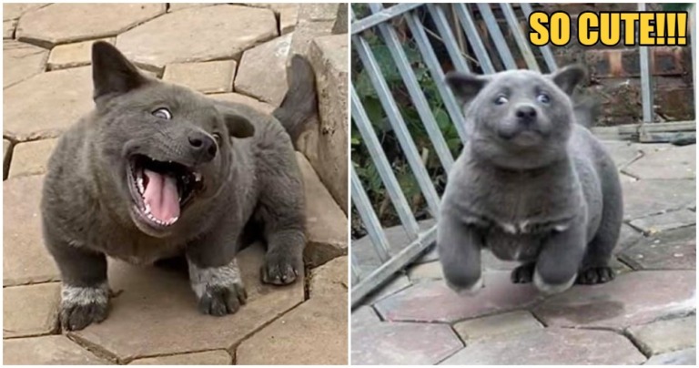 This Adorable Doggo is Taking The Internet by Storm With Its Derpy ...