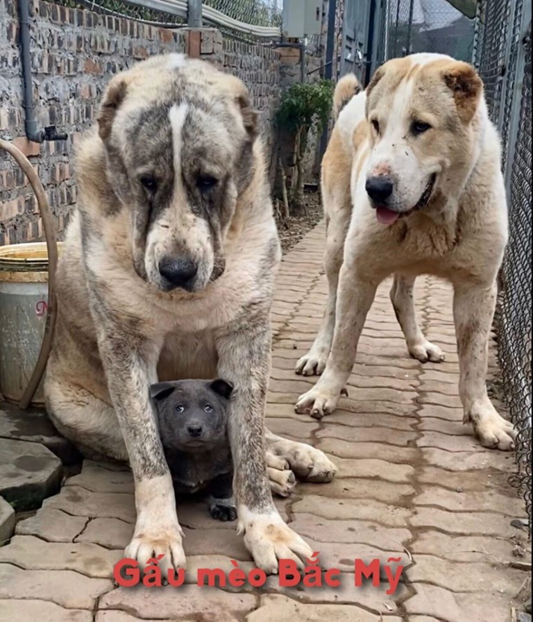 This Adorable Doggo is Taking The Internet by Storm With Its Derpy ...